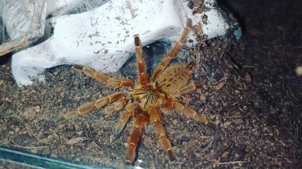 Pterinochilus murinus | Tarantula Farm
