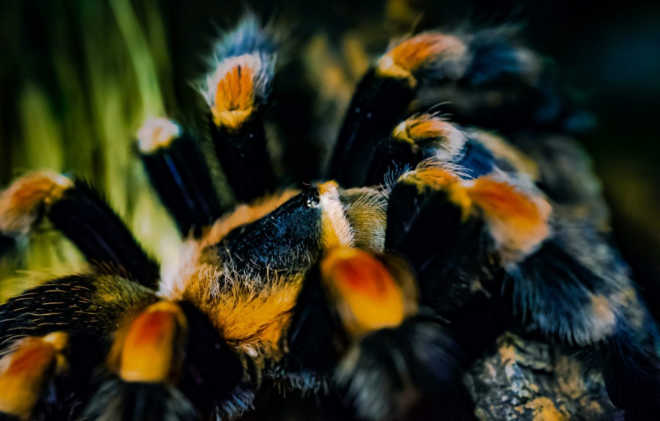 10 legjobb újvilági tarantula | Tarantula Farm