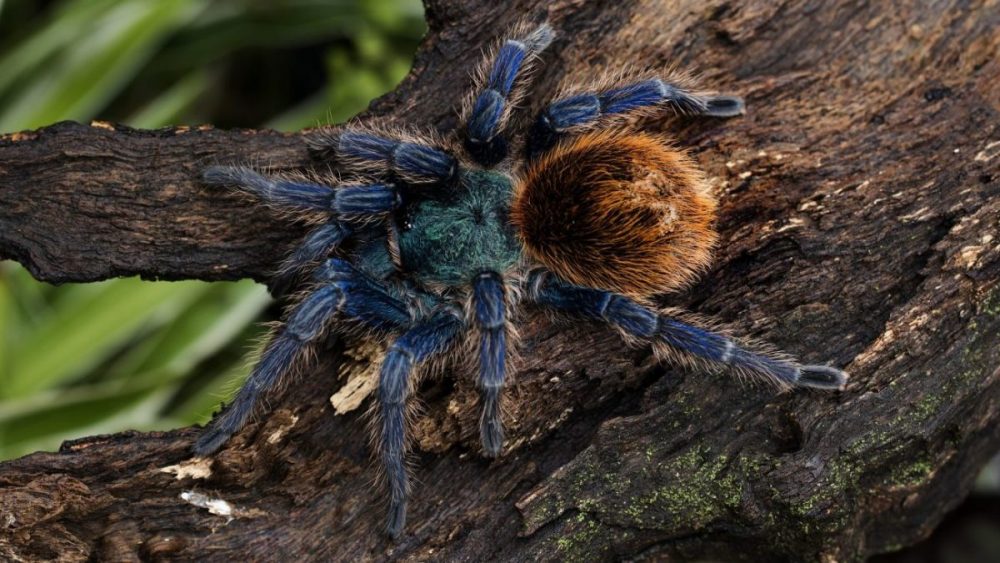 Chromatopelma cyaneopubescens | Tarantula Farm