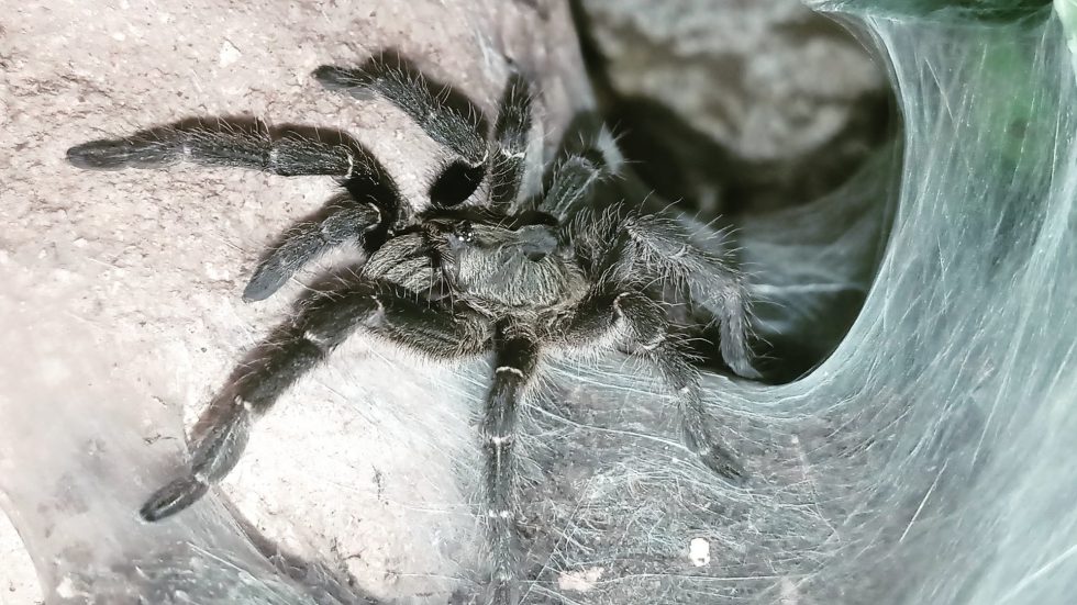 Ceratogyrus darlingi | Tarantula Farm
