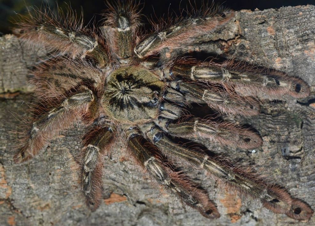 10 legdefenzívebb tarantula | Tarantula Farm