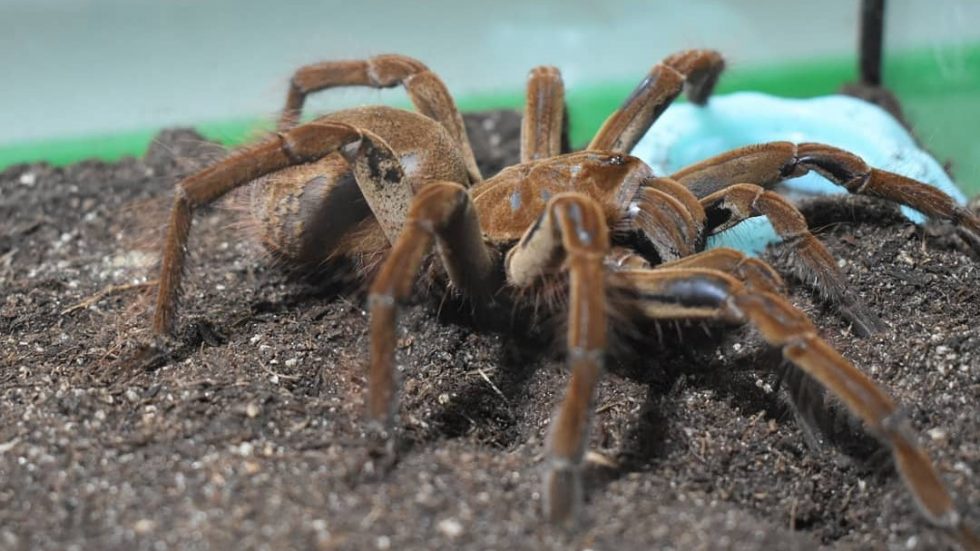 Theraphosa stirmi/blondi/apophysis | Tarantula Farm