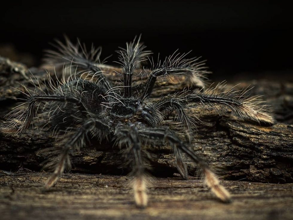 10 kedvenc tarantulám | Tarantula Farm
