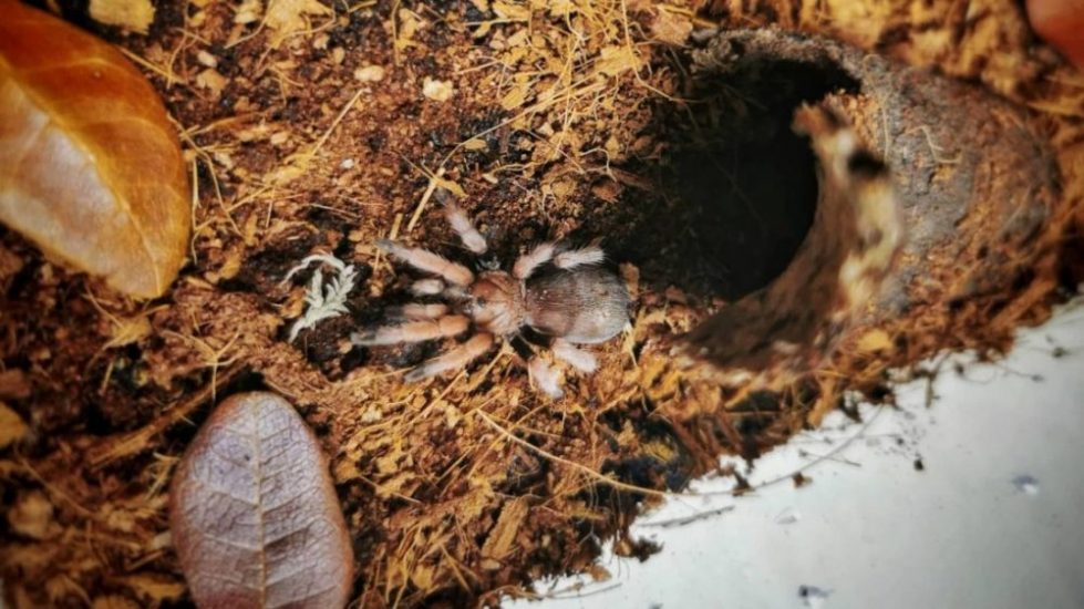 Aphonopelma bicoloratum | Tarantula Farm