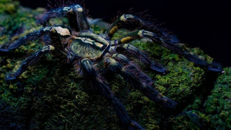 Poecilotheria ornata | Tarantula Farm