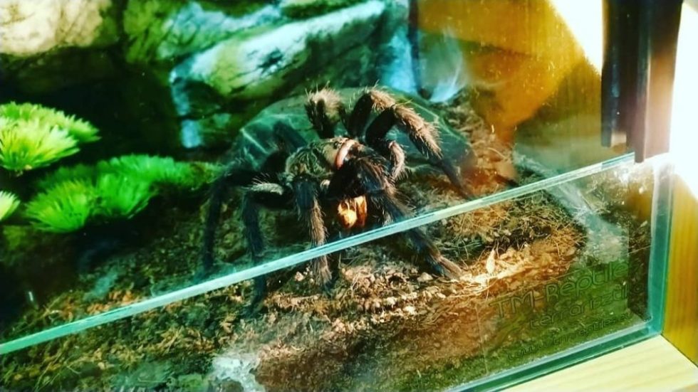 10 tarantula, ami több figyelmet érdemelne | Tarantula Farm
