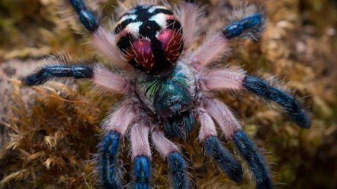 Typhoclaena seladonia | Tarantula Farm