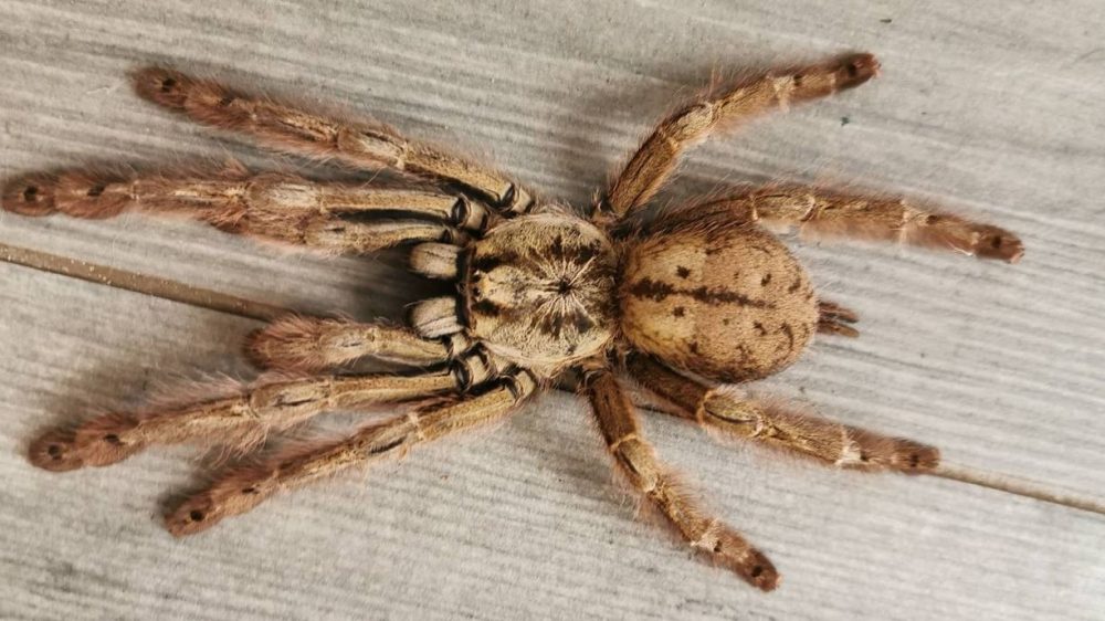 Stromatopelma calceatum | Tarantula Farm