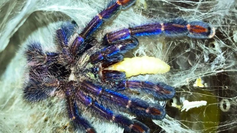 Ybyrapora diversipes | Tarantula Farm