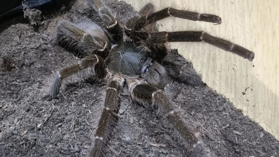 Hysterocrates gigas | Tarantula Farm
