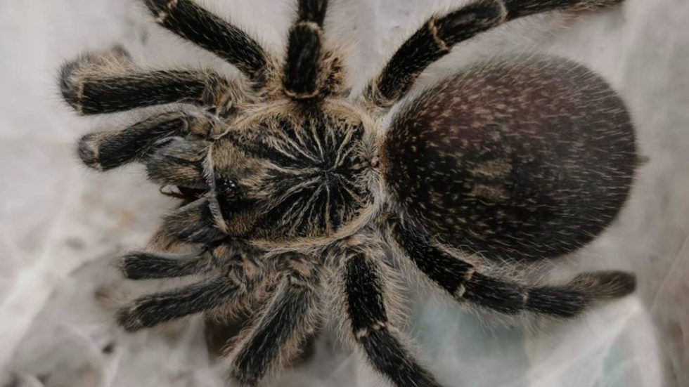 Harpactira namaquensis | Tarantula Farm