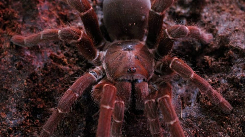 Pelinobius muticus | Tarantula Farm